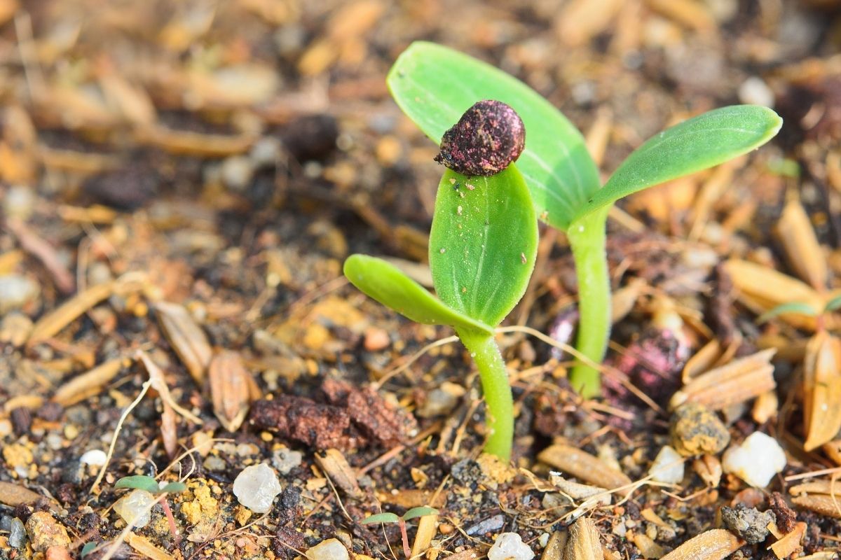 How To Grow Watermelon From Seed A Step By Step Guide